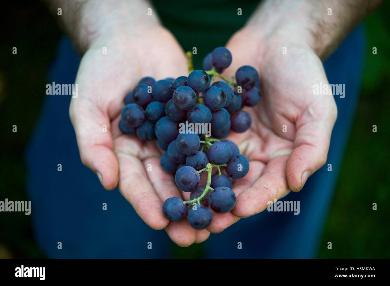 Mans hand holding concord grapes hi-res stock photography and images ...