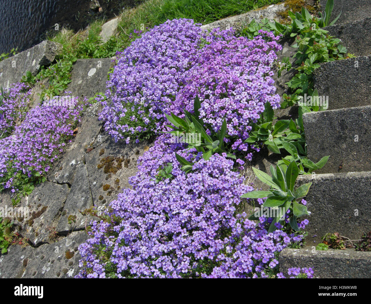 Slender Speedwell (Veronica filiformis Stock Photo - Alamy