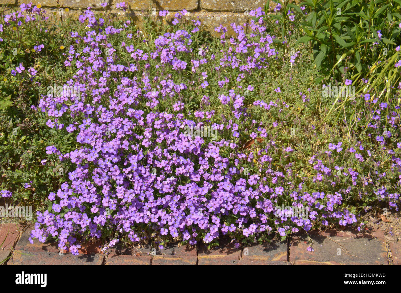 Slender Speedwell (Veronica filiformis Stock Photo - Alamy