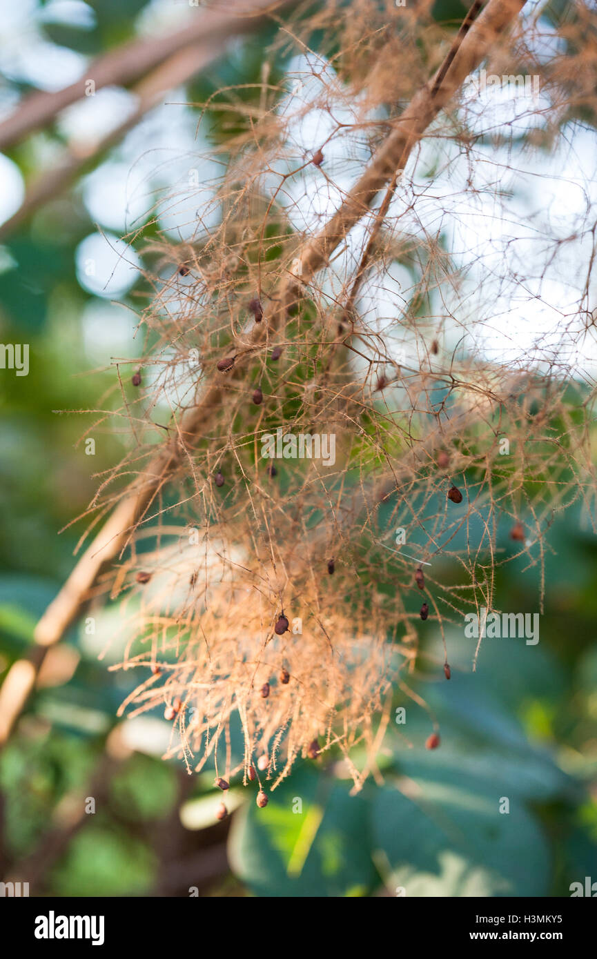 Flowers of the Smoke bush or Smoketree, Continus coggygria Stock Photo ...