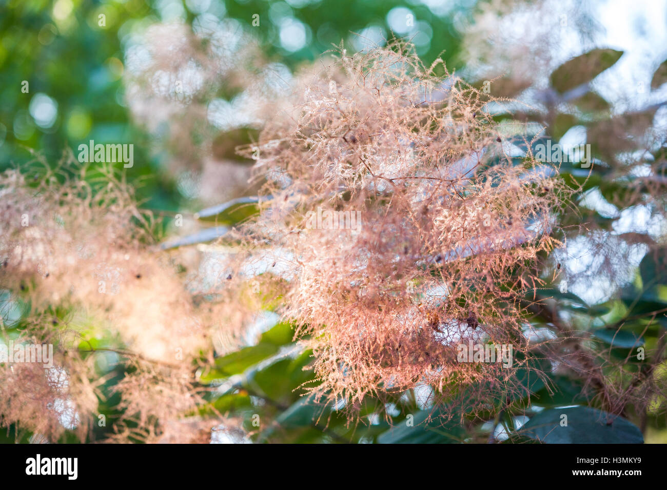 Continus hi-res stock photography and images - Alamy