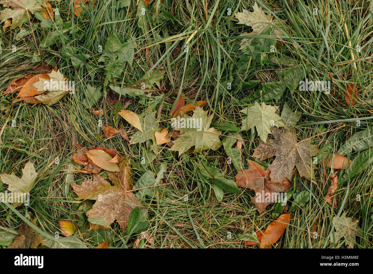 Fallen autumn leaves Stock Photo - Alamy