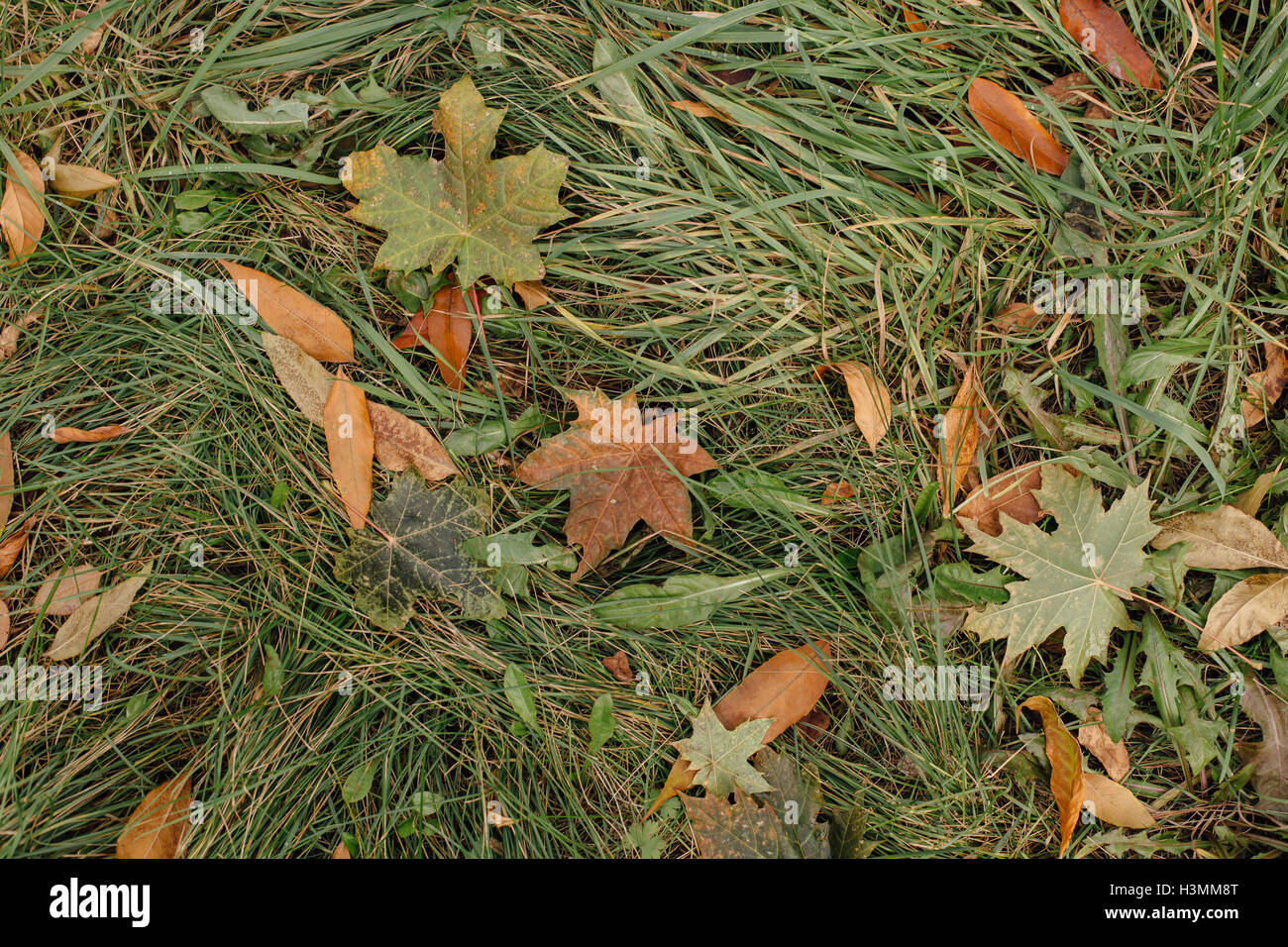 Fallen autumn leaves Stock Photo - Alamy