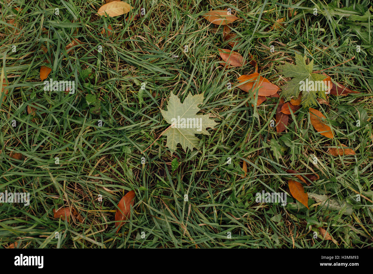 Fallen autumn leaves Stock Photo - Alamy