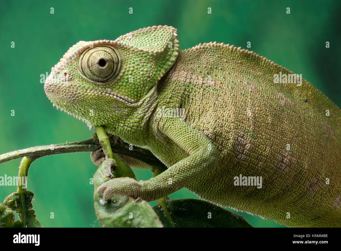 Predator insects hi-res stock photography and images - Alamy