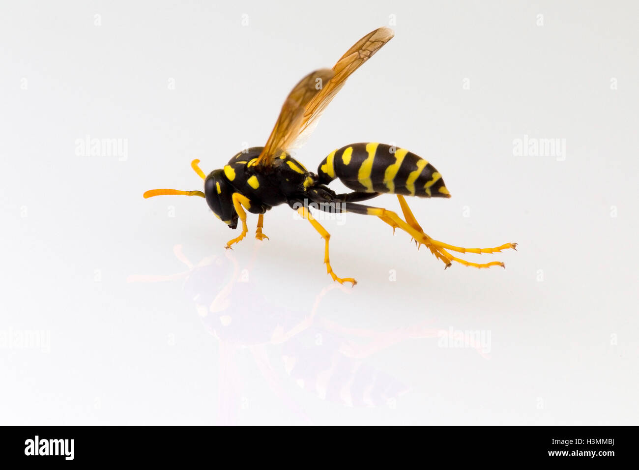 Macro photograph of a wasp on white background Stock Photo - Alamy