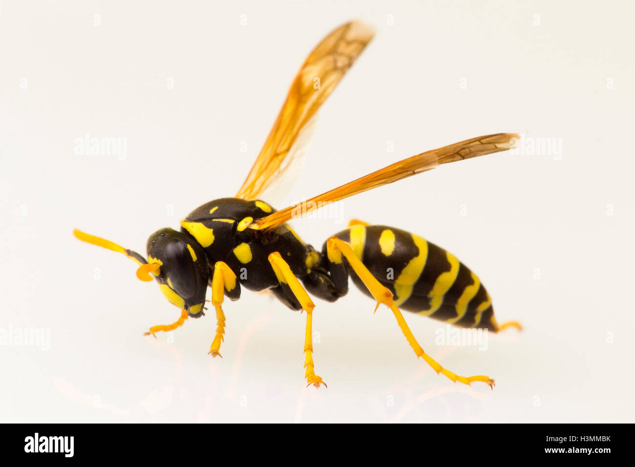 Macro photograph of a wasp on white background Stock Photo - Alamy