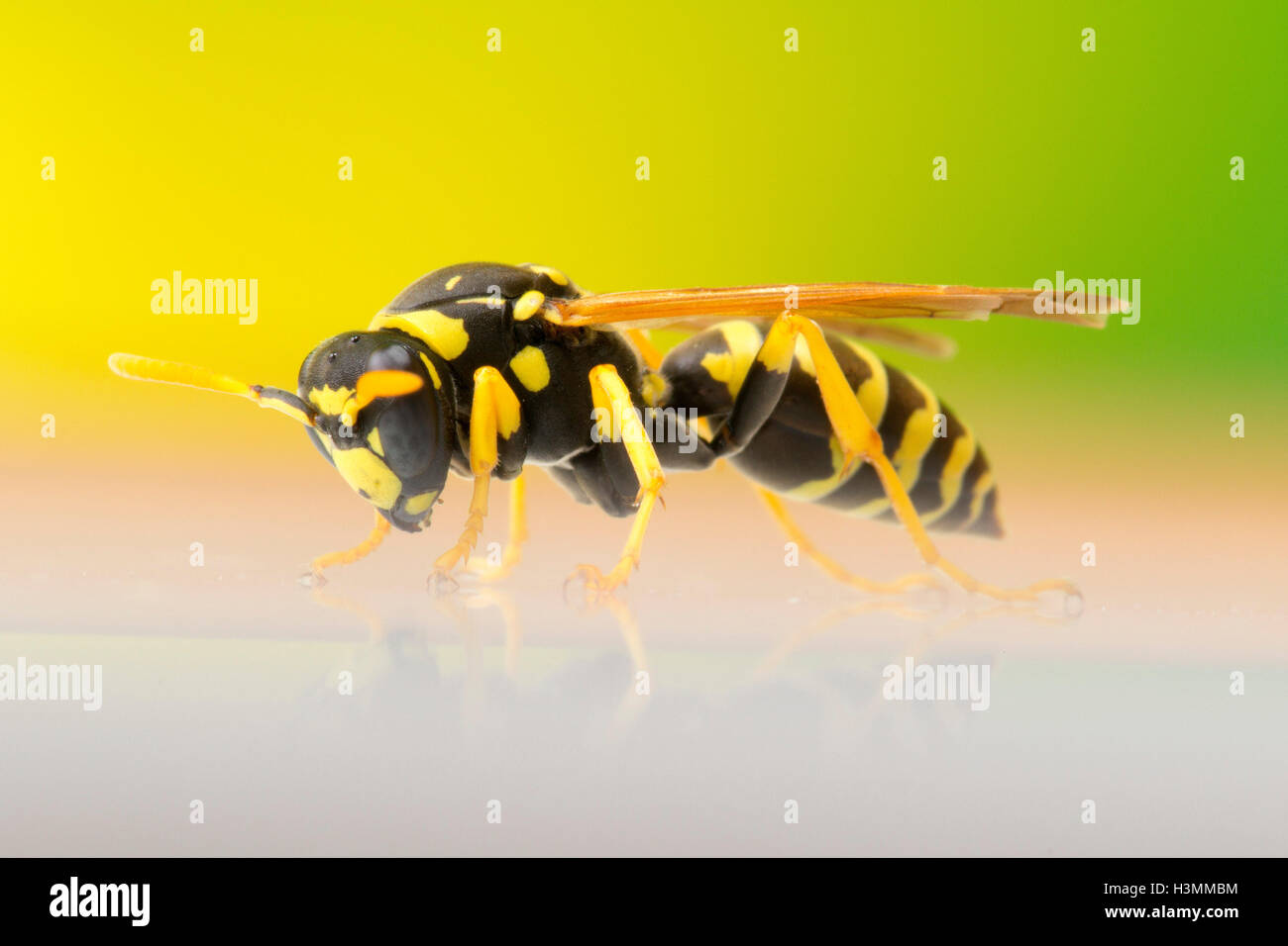 Macro photograph of a wasp Stock Photo - Alamy