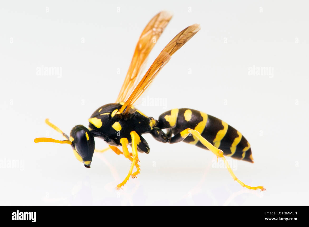 Macro photograph of a wasp on white background Stock Photo - Alamy