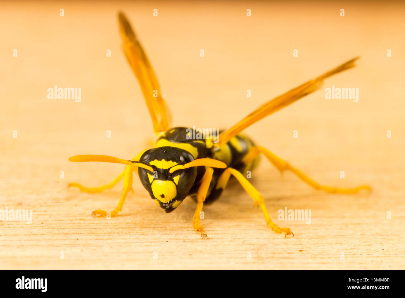 Macro photograph of a wasp Stock Photo - Alamy