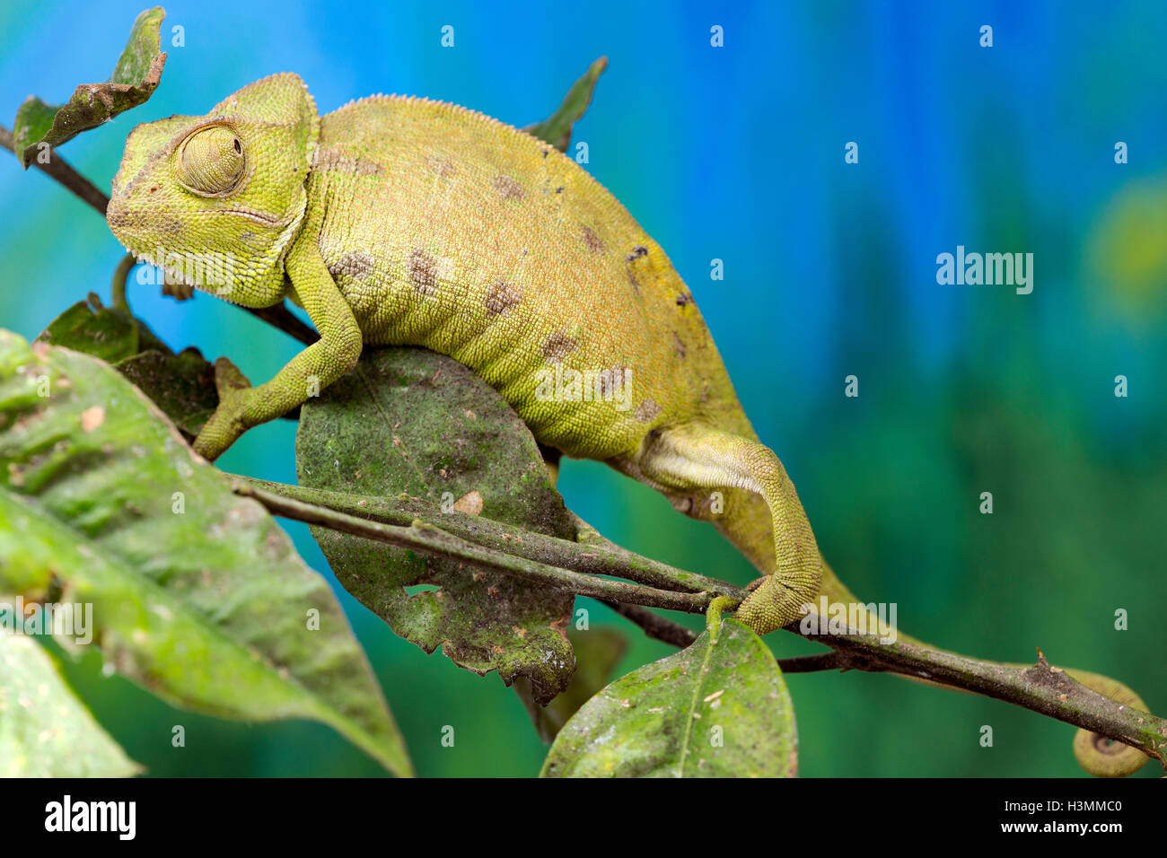 Predator insects hi-res stock photography and images - Alamy