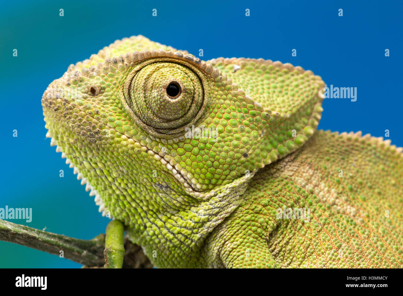 Close up of a green medium sized chameleon Stock Photo - Alamy