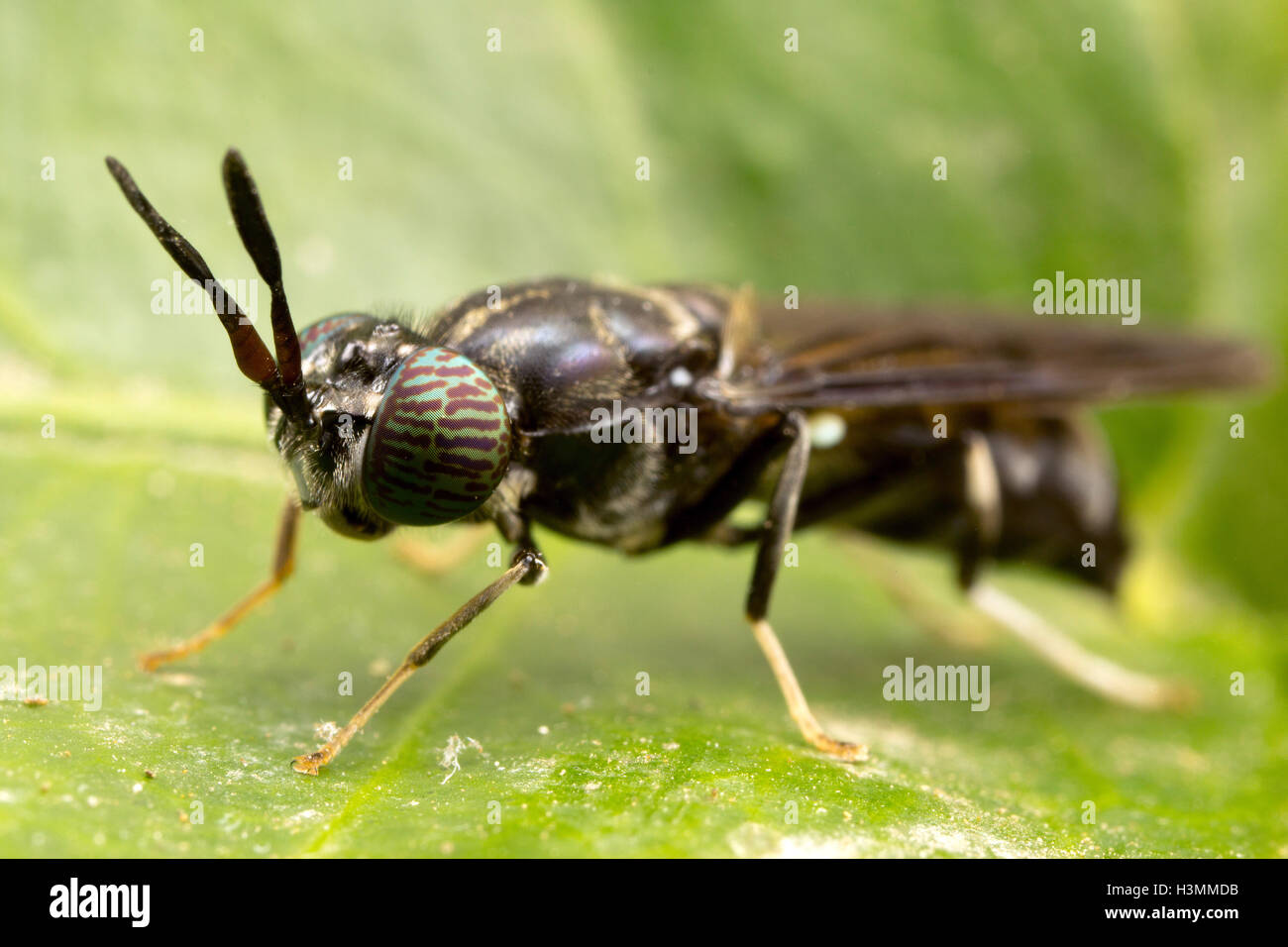 Black soldier fly Stock Photo - Alamy