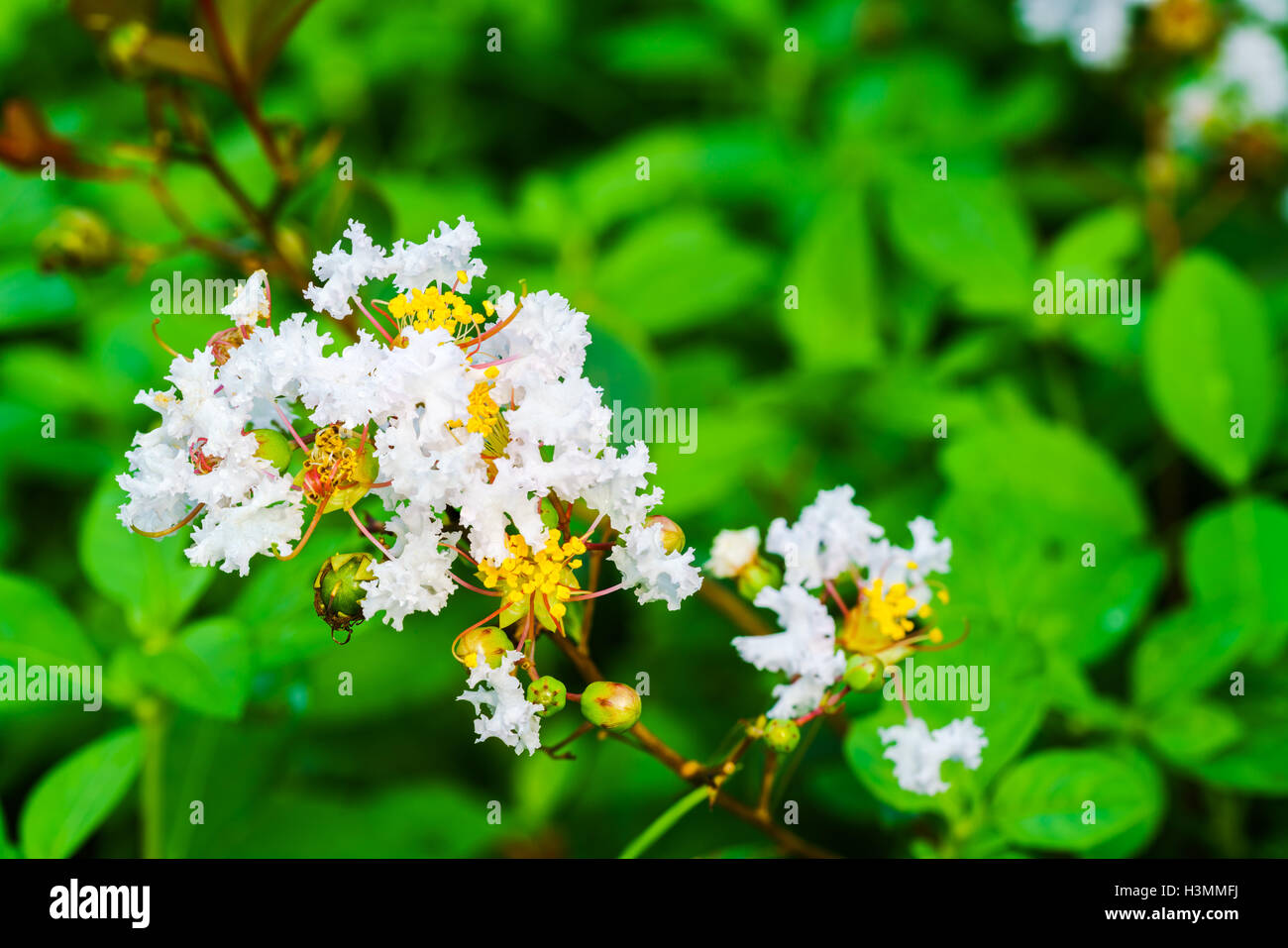 White Crape Myrtle blooming in the garden Stock Photo - Alamy