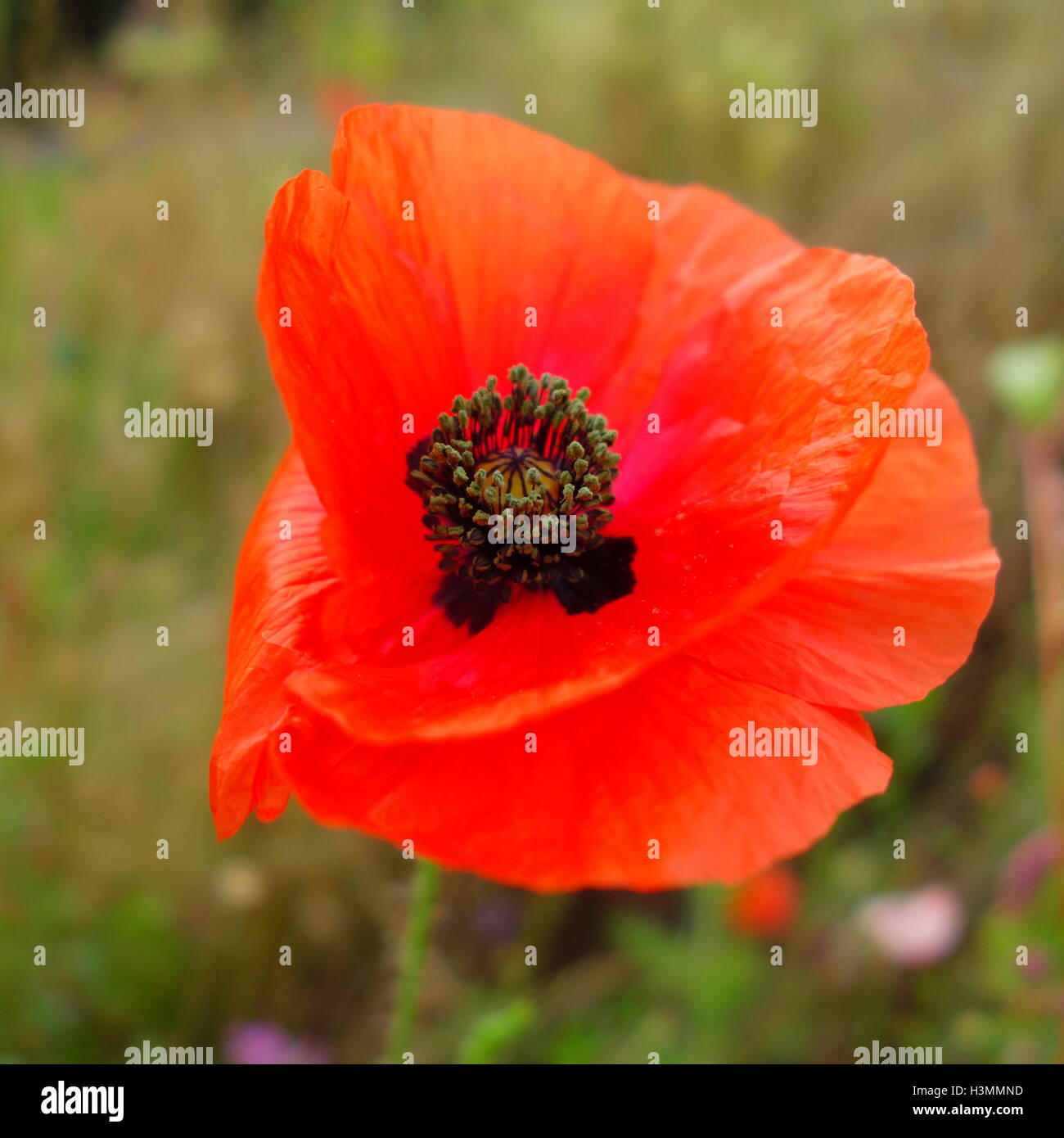 Orange poppy hi-res stock photography and images - Alamy