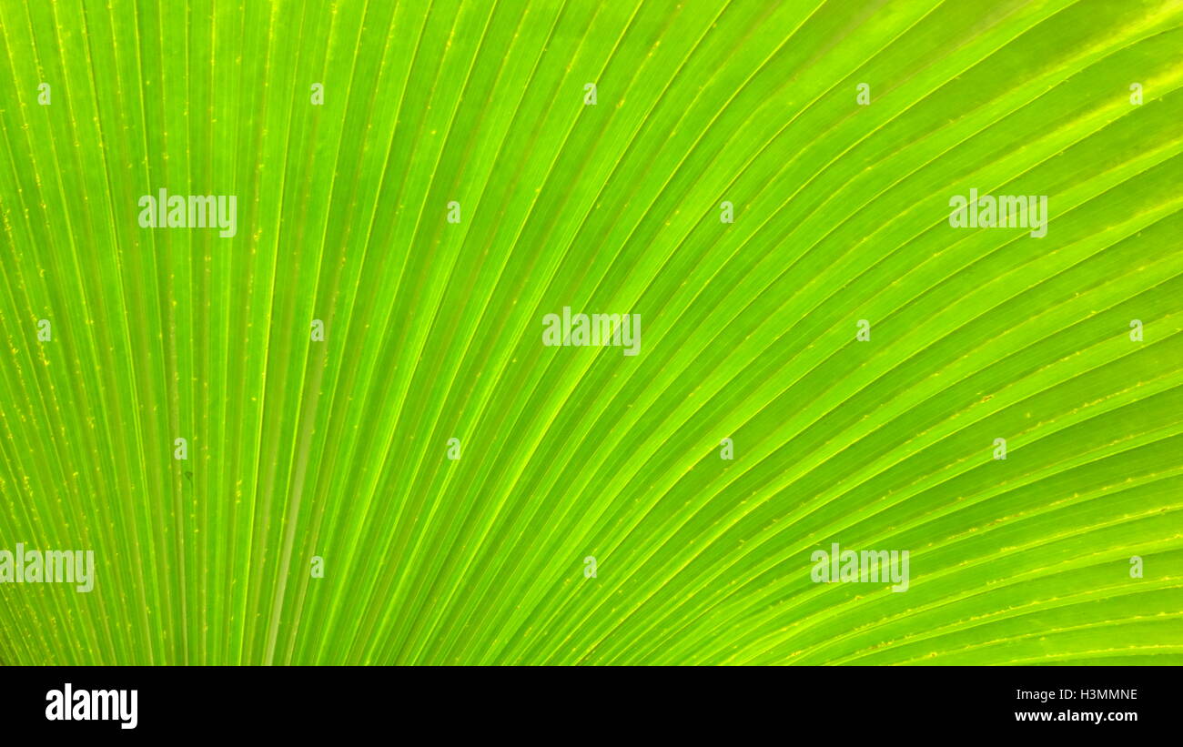 Large palm leaf hi-res stock photography and images - Alamy