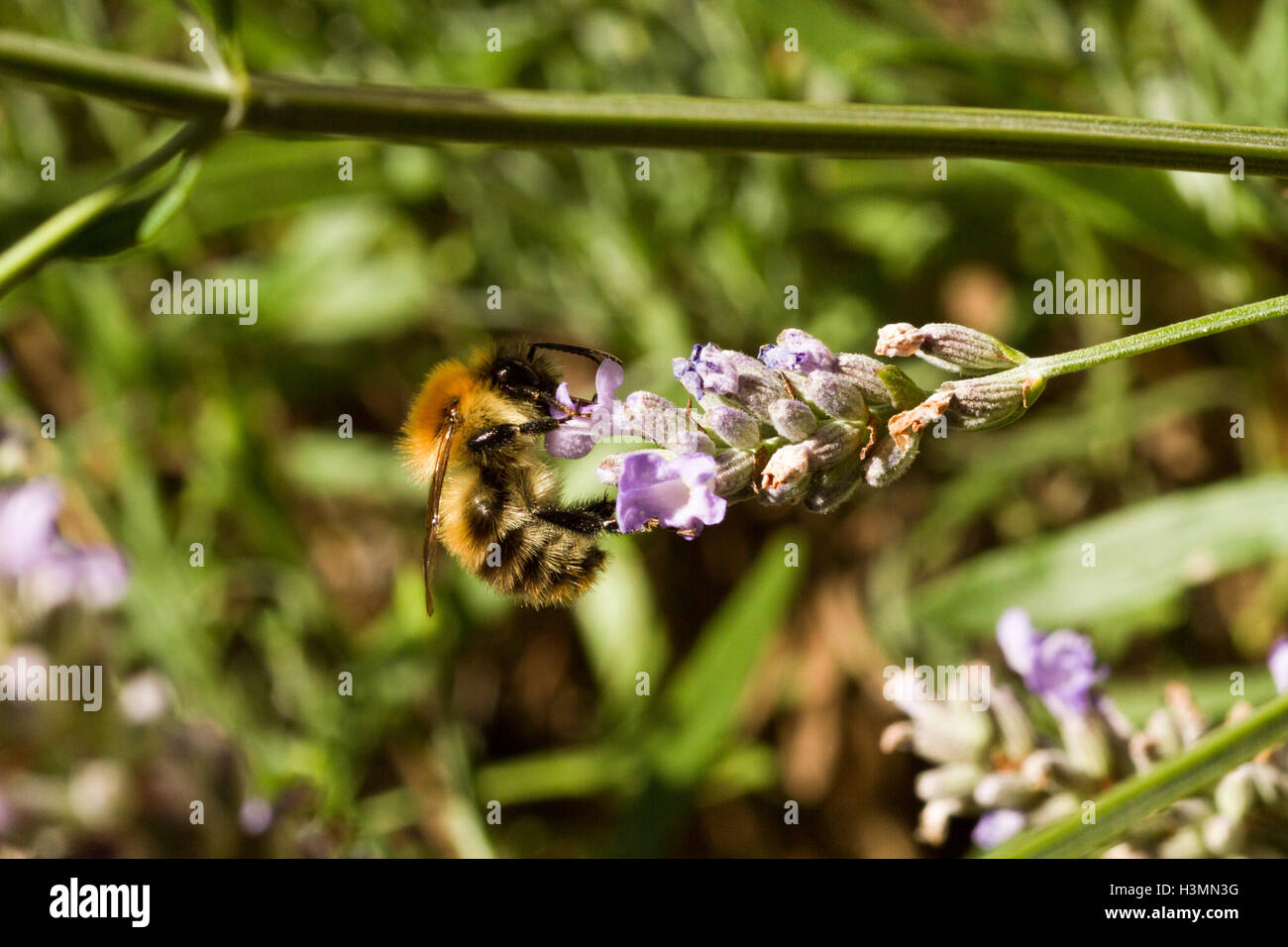 Carder bee hi-res stock photography and images - Alamy