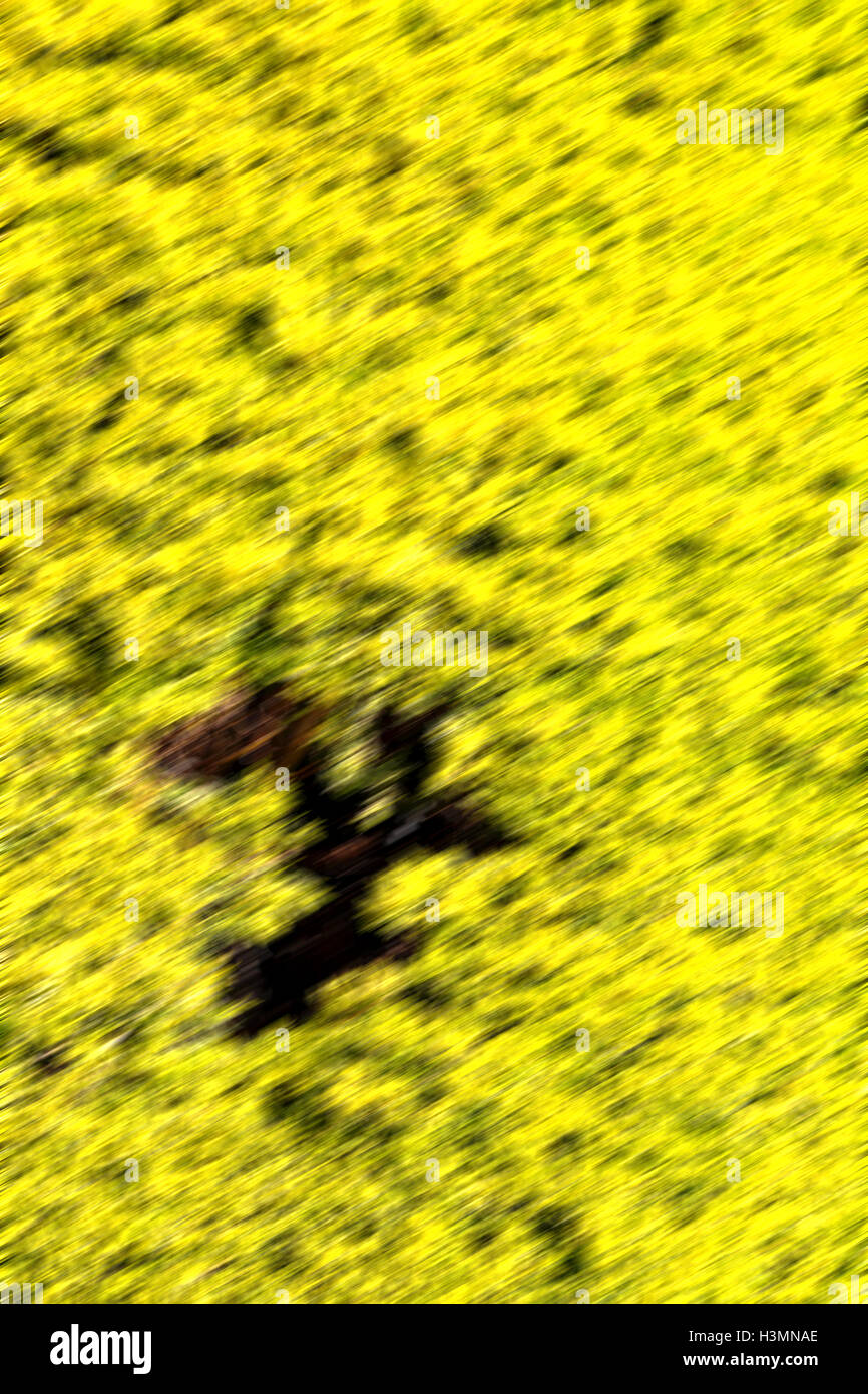 and grass plant in iran the green garden Stock Photo - Alamy