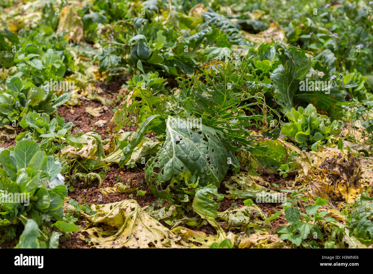 all cabbage plant death cuse of bug eatiing Stock Photo - Alamy