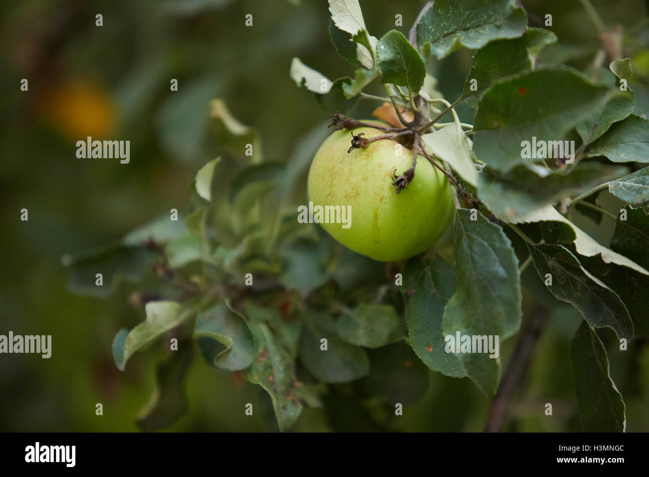 apple tree and green apple. Shallow dof Stock Photo - Alamy