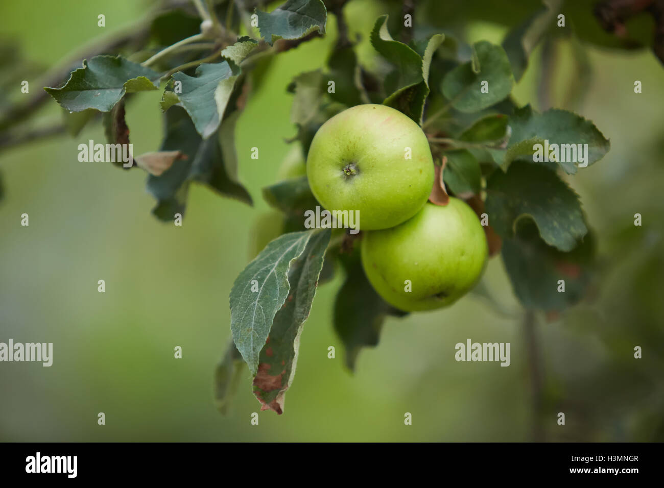 apple tree and green apple. Shallow dof Stock Photo - Alamy