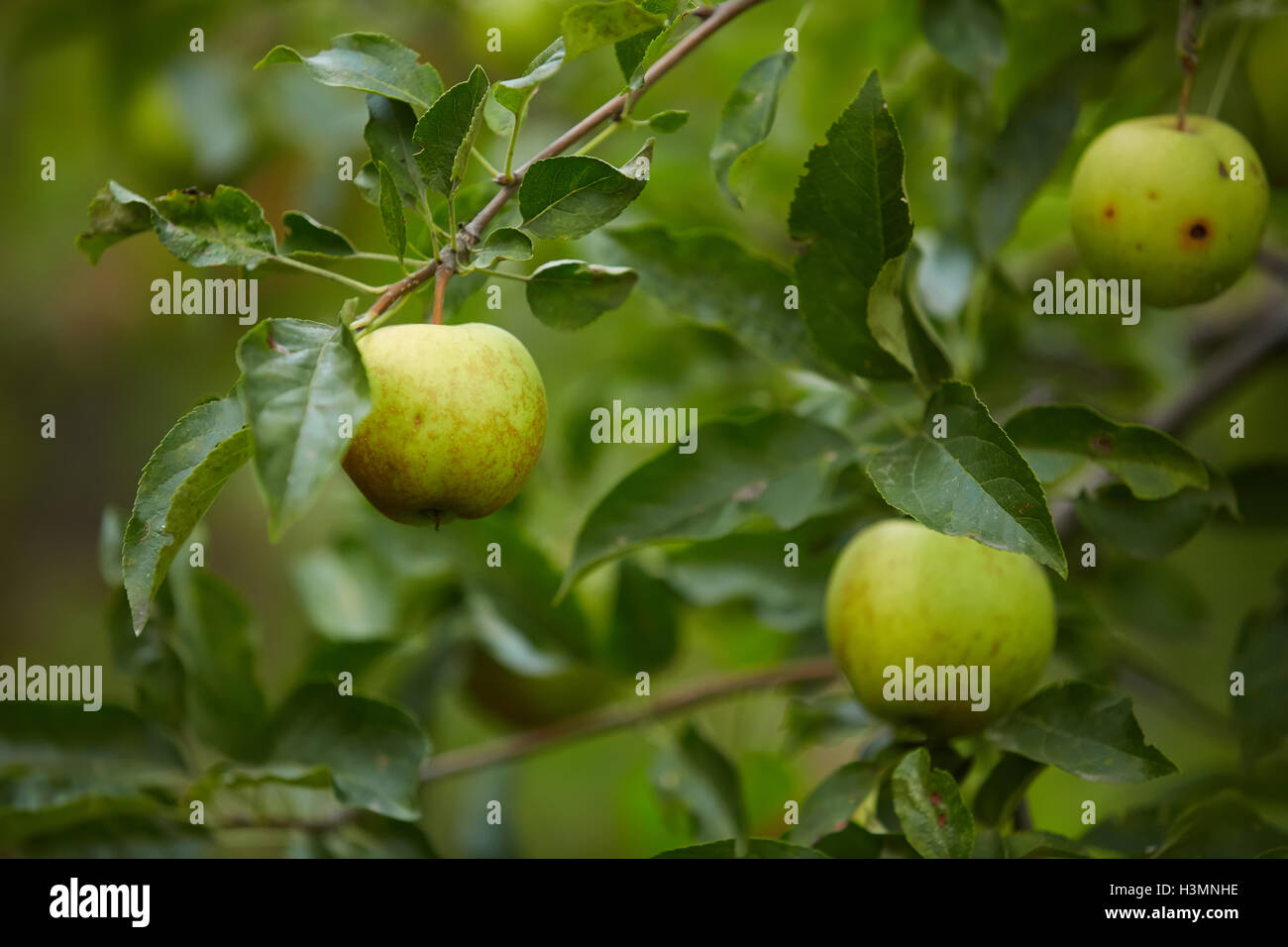 apple tree and green apple. Shallow dof Stock Photo - Alamy