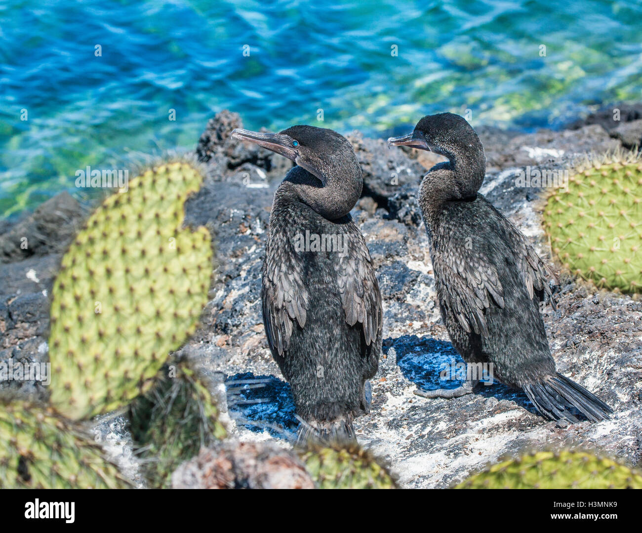 Ecuador, Galápagos Islands, Isla Isabella, Flightless Cormorants ...