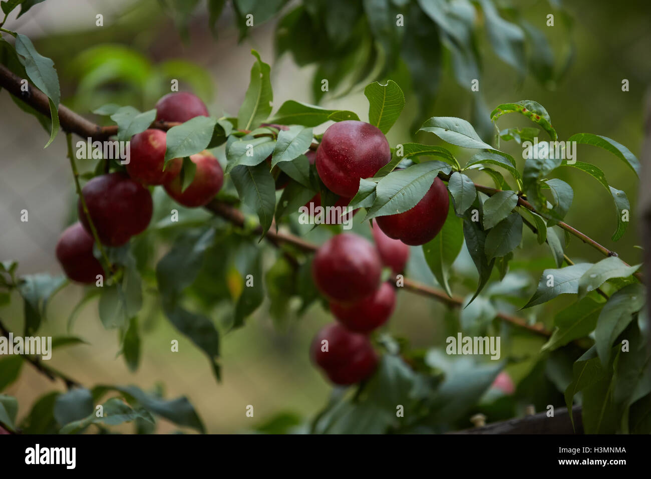 Several ripe red nectarines hanging from the branches of a tree in an ...