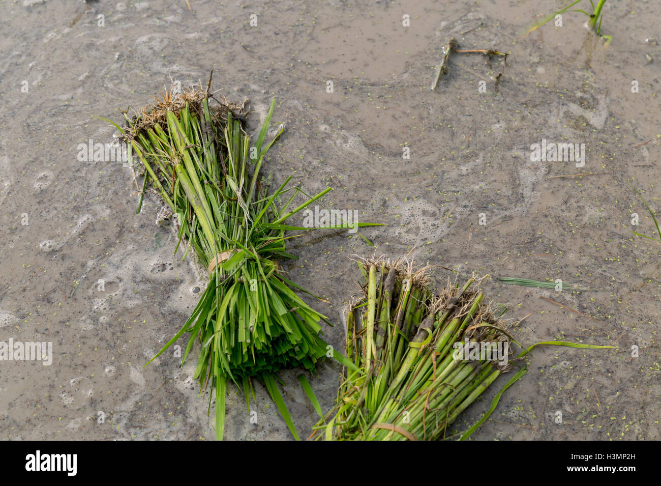 rice field ready to grow in the water Stock Photo - Alamy