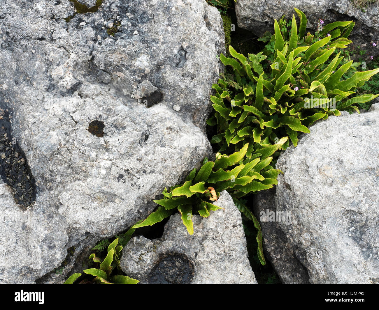 Limestone ferns in the grykes hi-res stock photography and images - Alamy