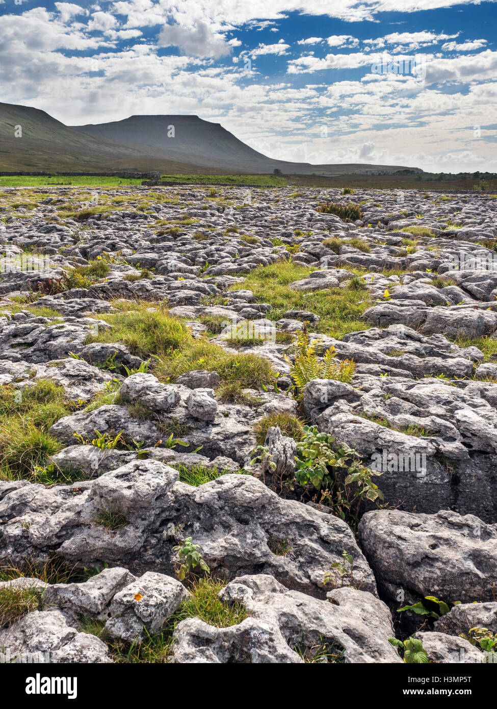 Ingleborough from Sleights Pasture Rocks Ribblehead Yorkshire Dales ...