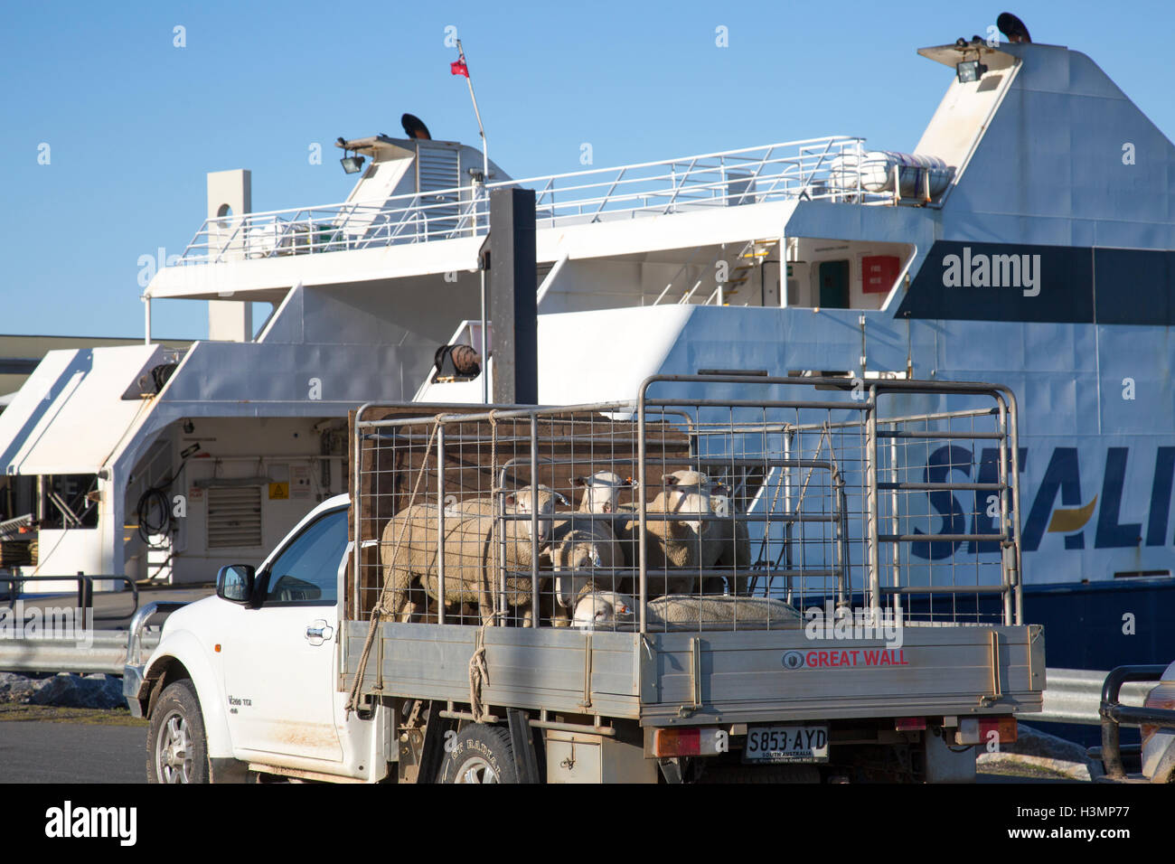sheep in a ute about to be loaded onto the Sealink ferry at Cape Jervis ...
