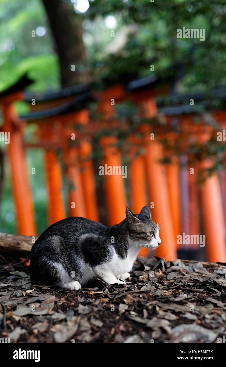 Fushima inari taisha hi-res stock photography and images - Alamy