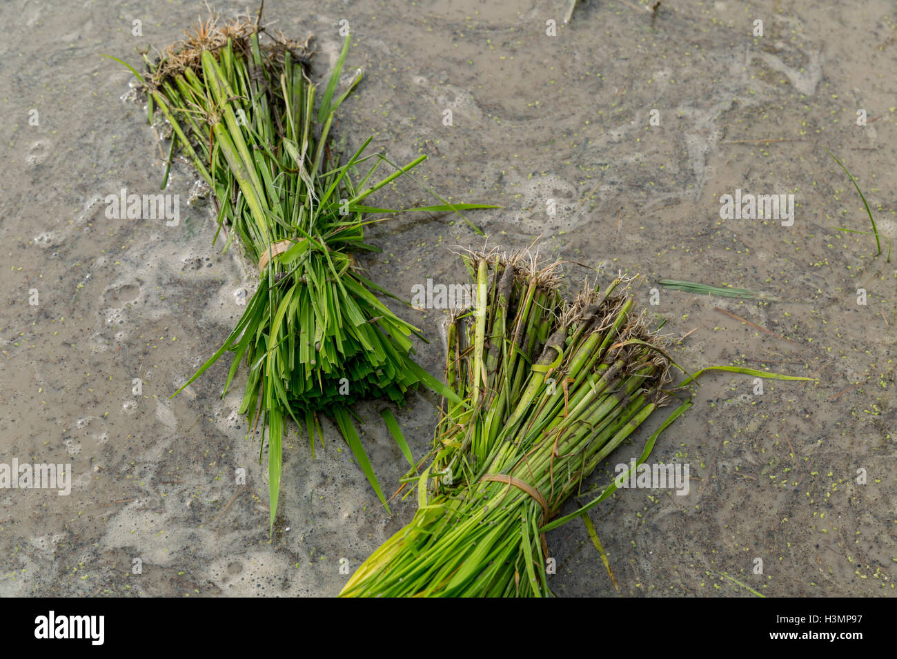 rice field ready to grow in the water Stock Photo - Alamy