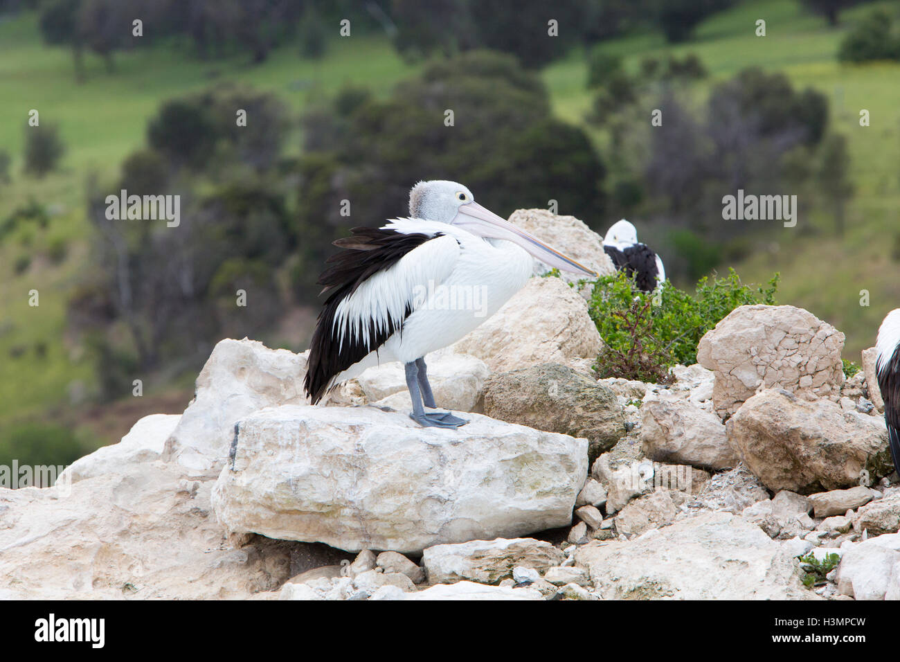 Pelican bird at the Bay of Shoals on Kangaroo island,South Australia ...