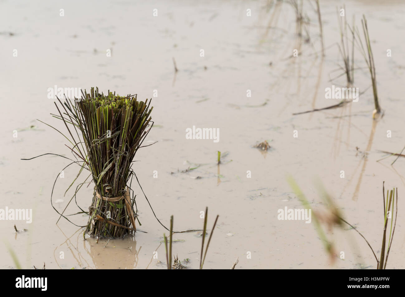 rice field ready to grow in the water Stock Photo - Alamy