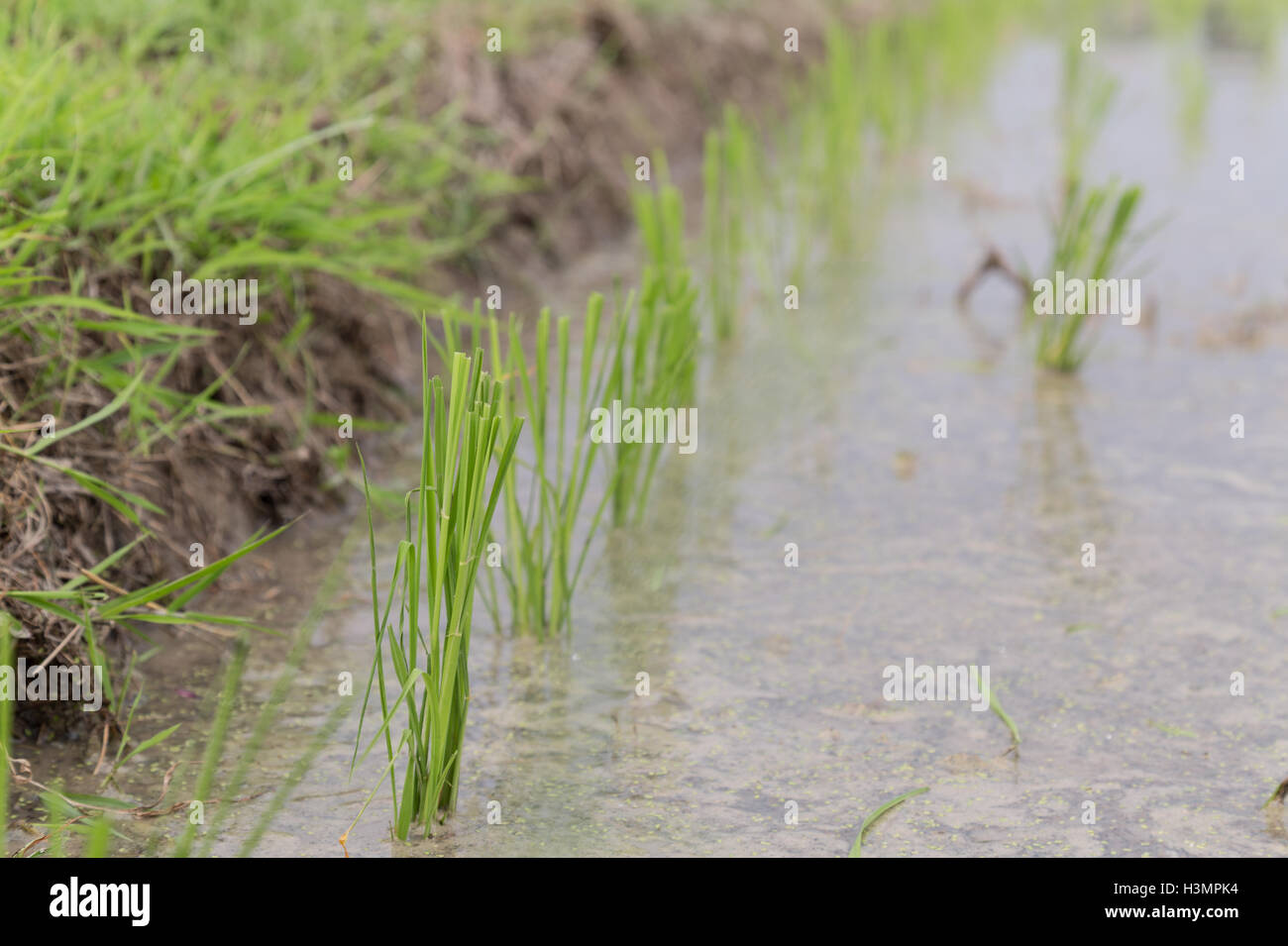 rice field ready to grow in the water Stock Photo - Alamy