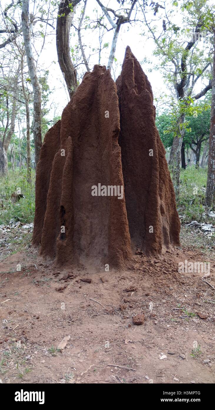 A huge Anthill in the midst of a forest Stock Photo - Alamy