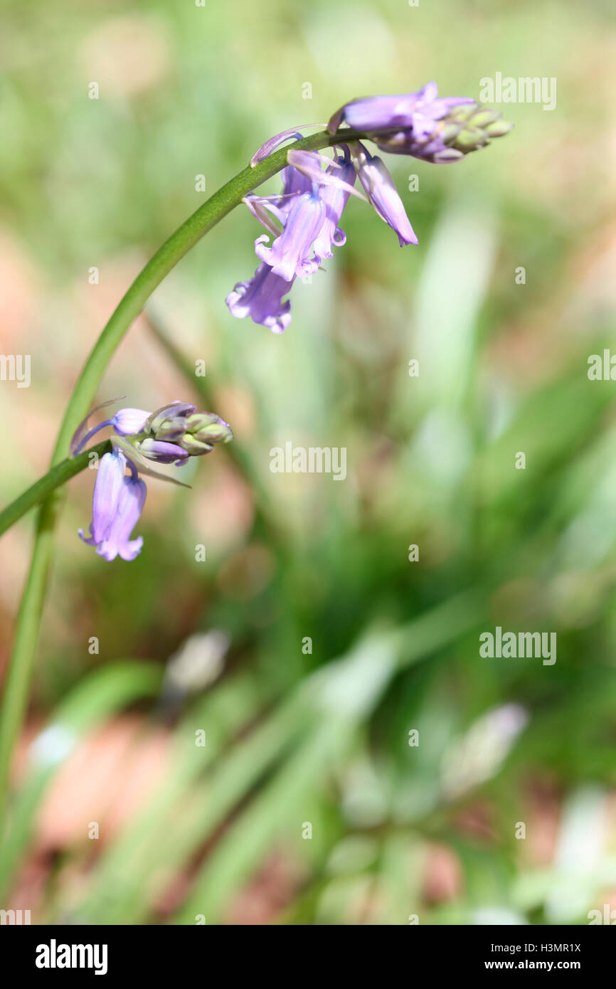 early spring bluebell Jane Ann Butler Photography JABP1663 Stock Photo ...