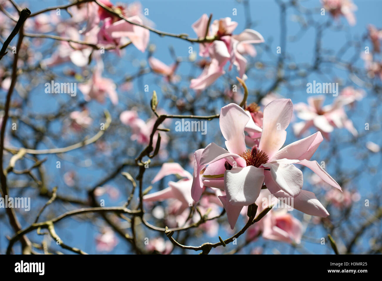 Spring flowering of the magnolia tree Jane Ann Butler Photography ...