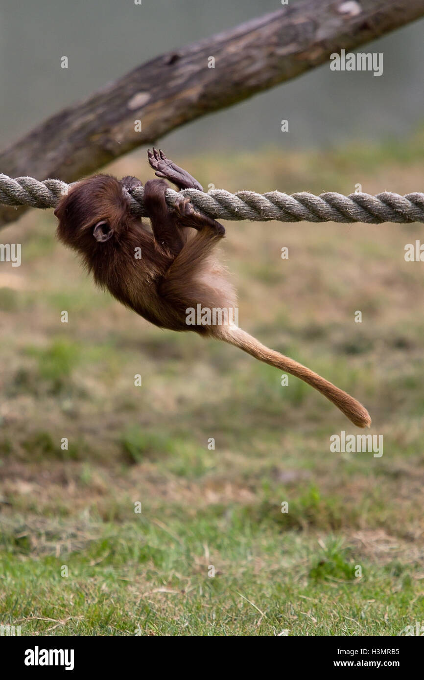 Photograph of a baby Gelada Baboon playing on a rope Stock Photo - Alamy