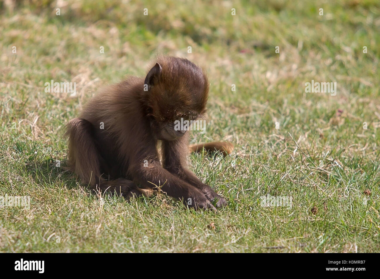 Baby gelada baboon hi-res stock photography and images - Alamy