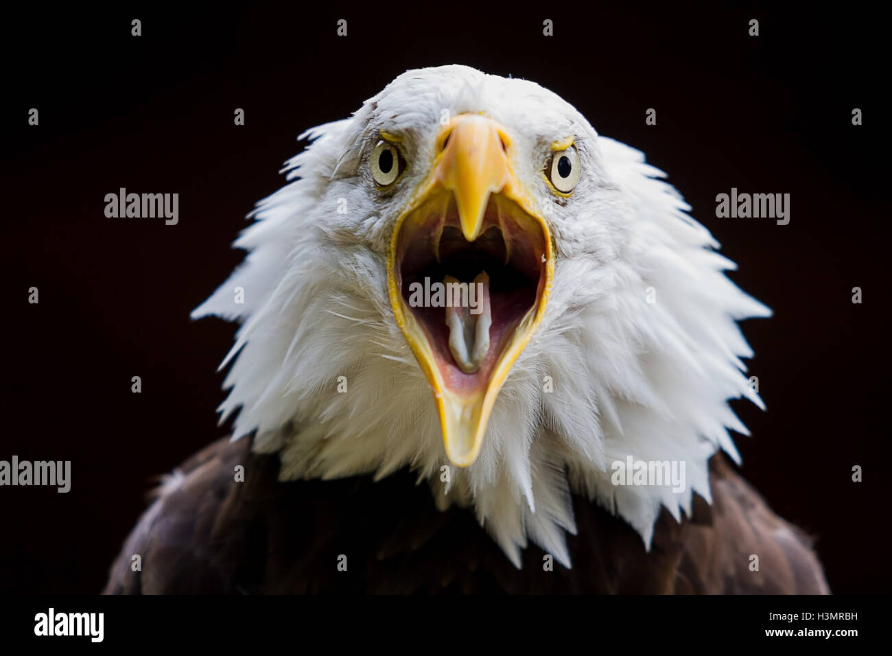 photograph of an American Bald Eagle calling Stock Photo - Alamy