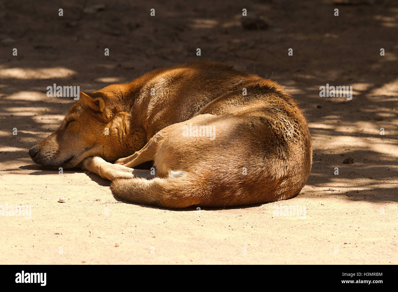 photo of a feral dog sleeping in the shade in India Stock Photo - Alamy