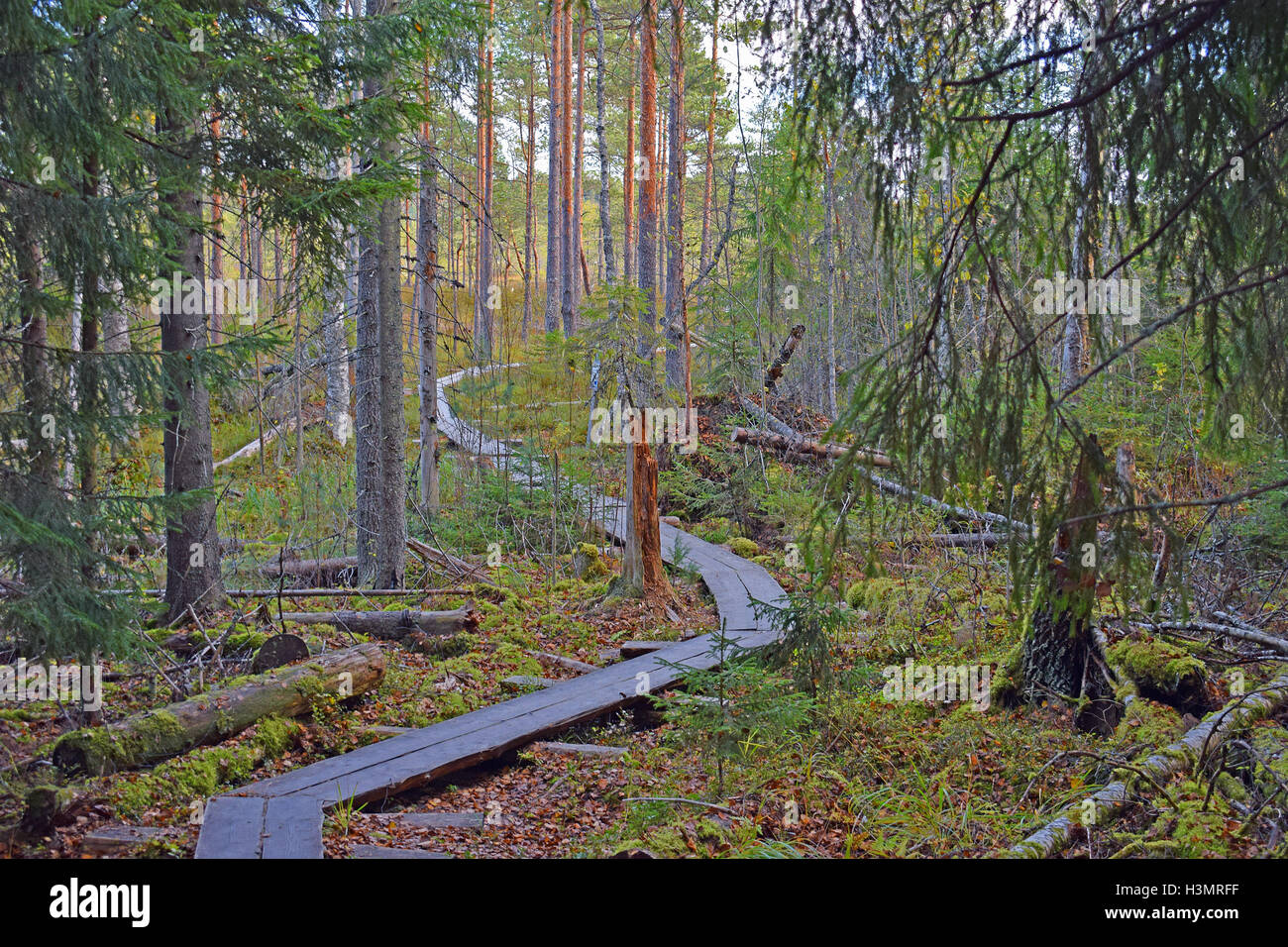 Wooden walkway through woodland hi-res stock photography and images - Alamy