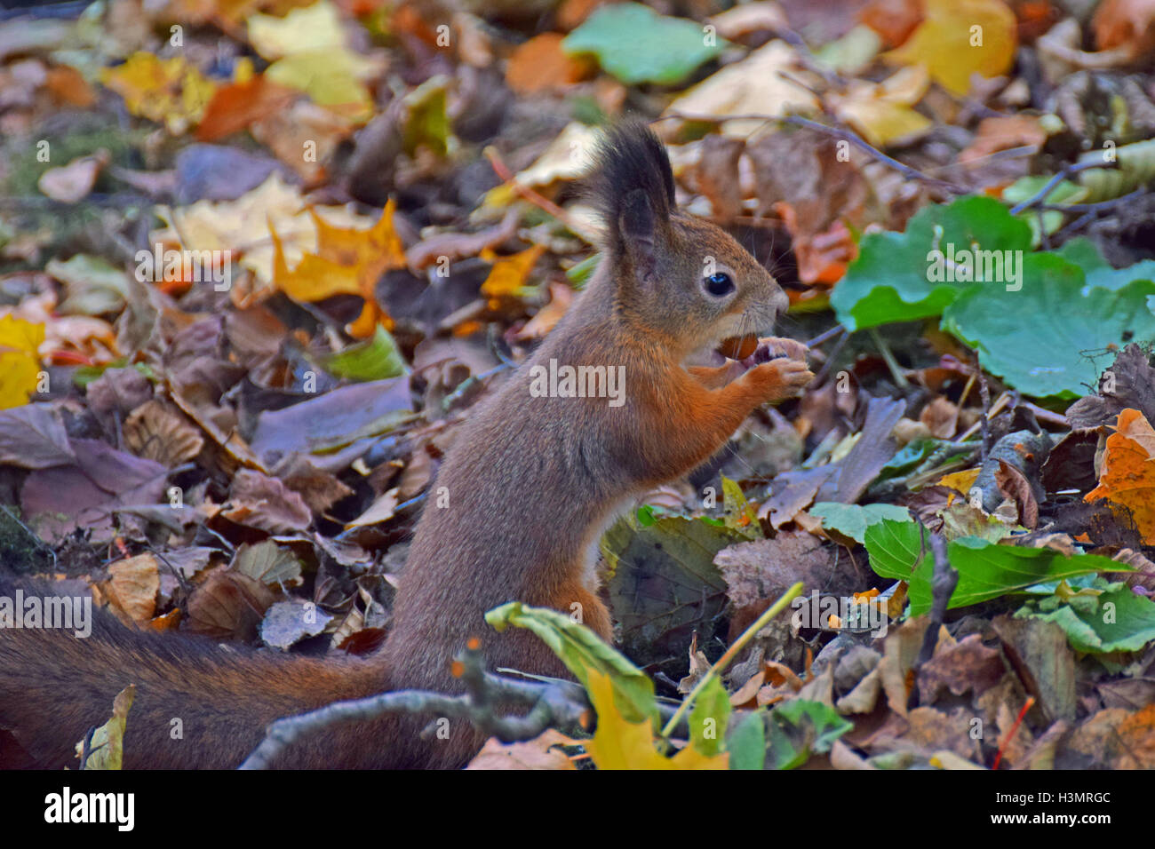 Squirrel with acorn hi-res stock photography and images - Alamy