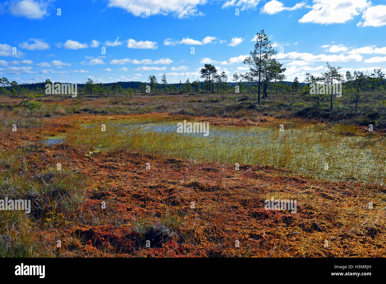 Bog plan hi-res stock photography and images - Alamy