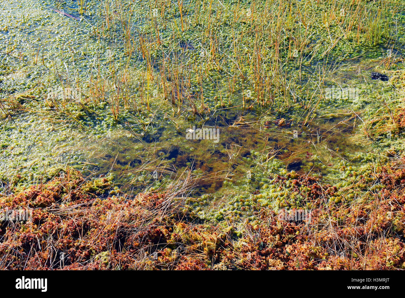 Wet wilderness hi-res stock photography and images - Alamy