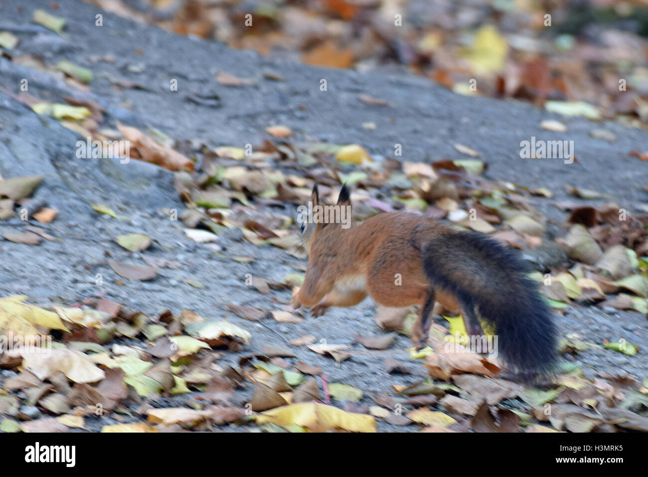 Red squirrel running on footpath hi-res stock photography and images ...