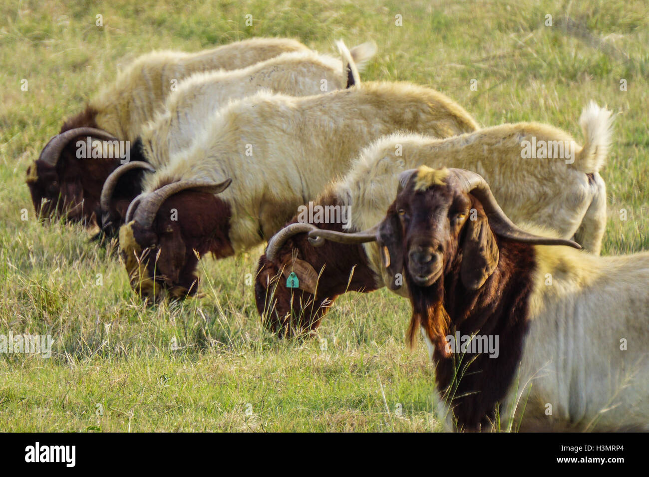 Billy Goats Grazing Stock Photo - Alamy